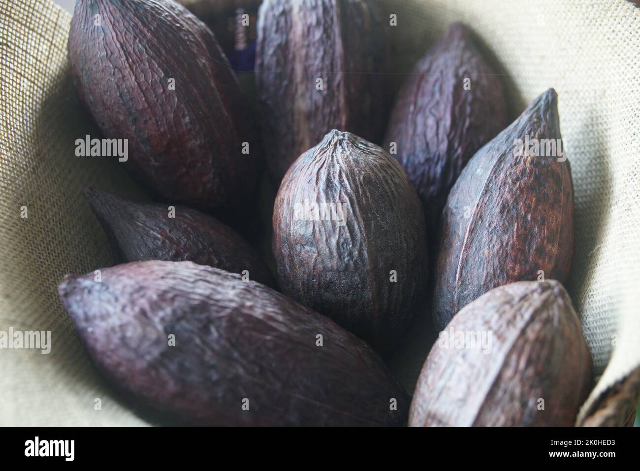 cacao bean fruit cocoa pod in rattan basket harvesting from farm Stock ...