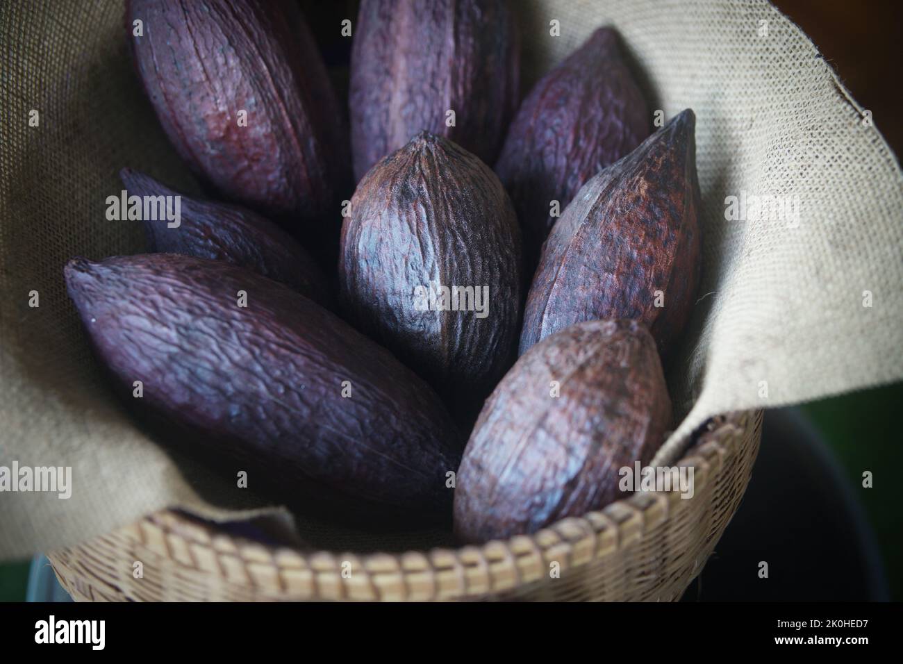 cacao bean fruit cocoa pod in rattan basket harvesting from farm Stock ...