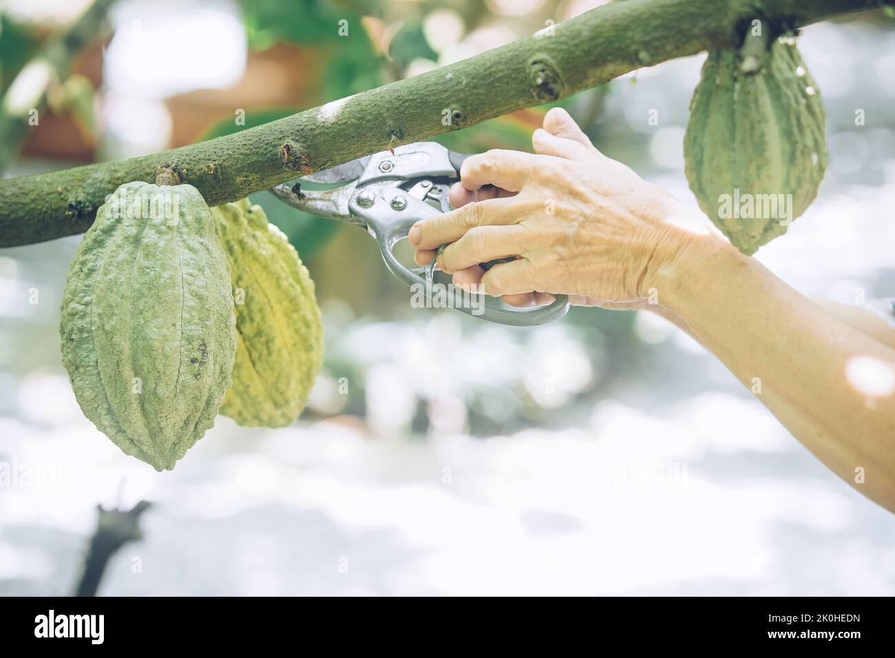 farmer use pruning shear to harvest cacao bean fruit cocoa pod from ...