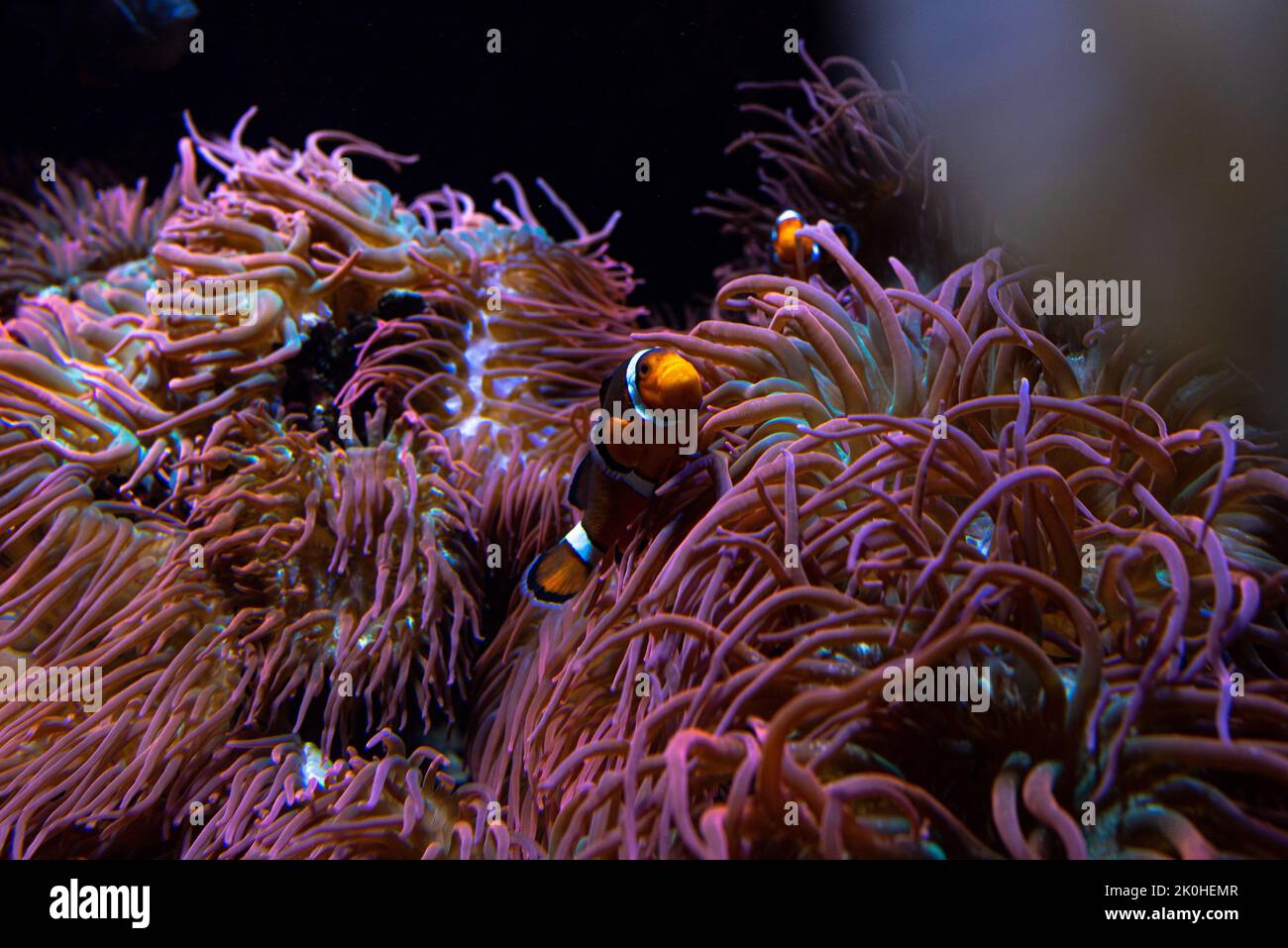 Colorful fish animal marine hi-res stock photography and images - Alamy