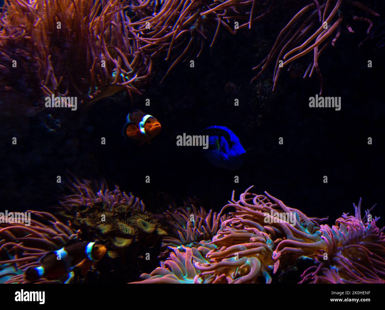 A colorful fish swimming inside the aquarium Stock Photo - Alamy