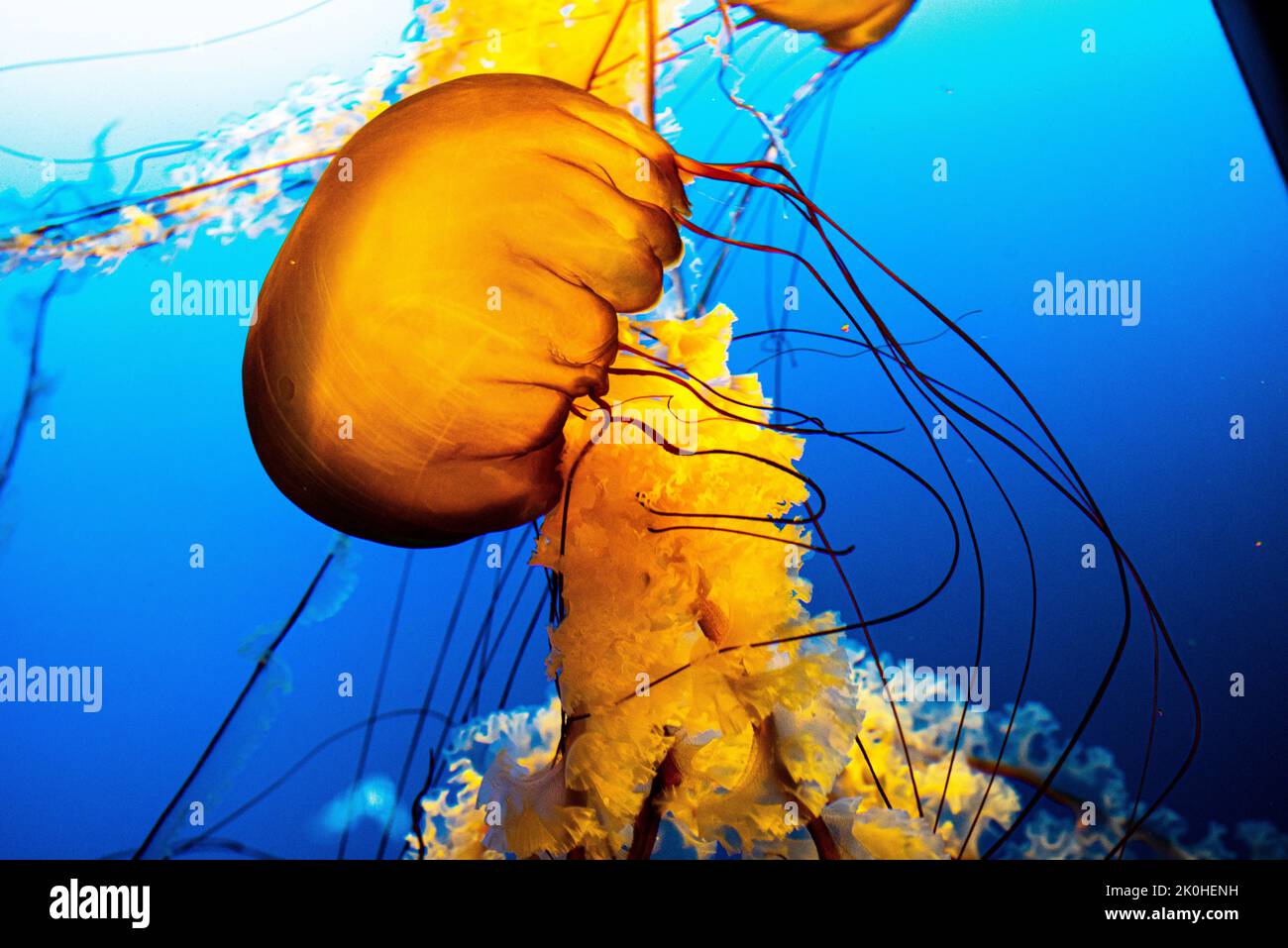 A jellyfish swimming inside the aquarium Stock Photo - Alamy