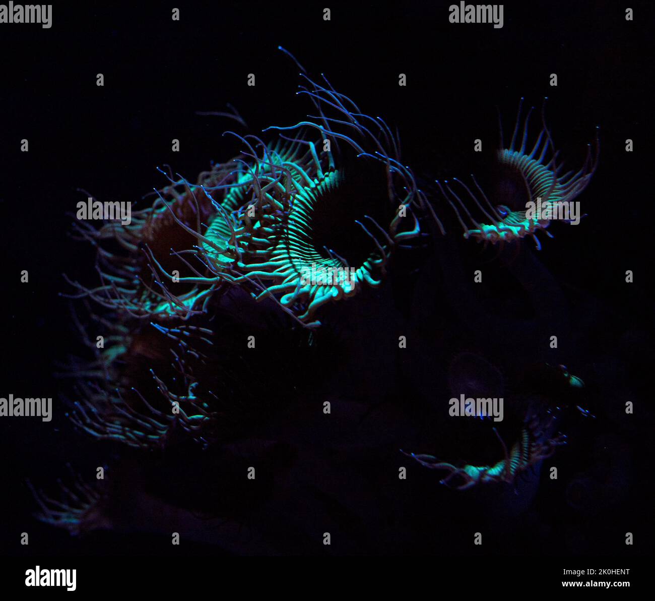 Exotic colorful fish inside aquarium hi-res stock photography and ...