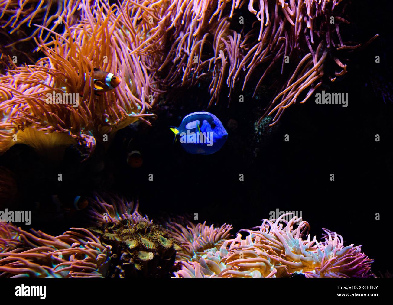 A colorful fish swimming inside the aquarium Stock Photo - Alamy