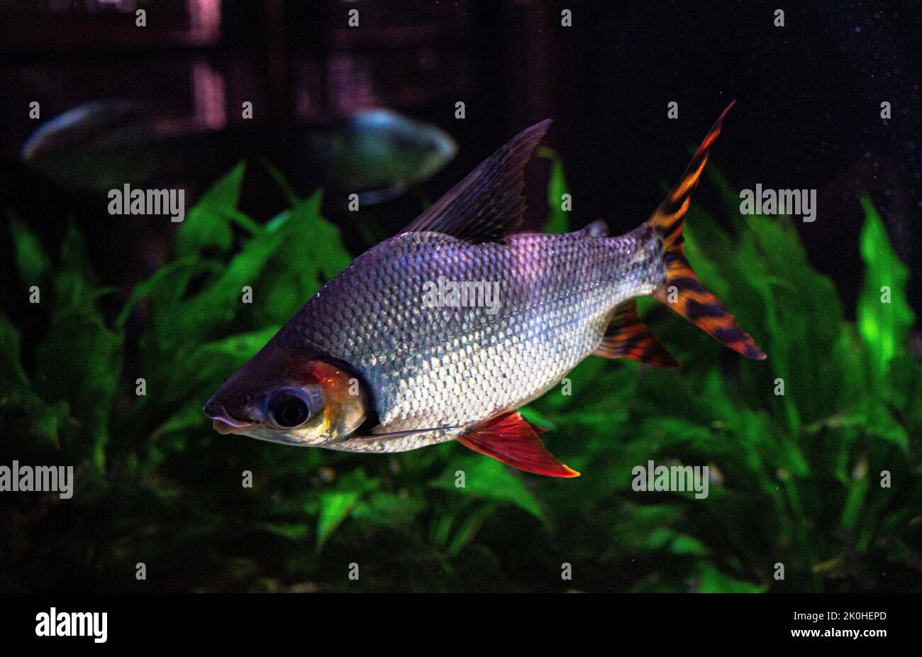 A shiny fish swimming inside the aquarium Stock Photo - Alamy