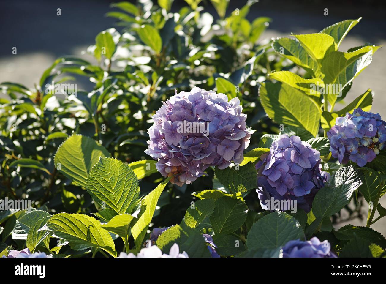 Pennymac hi-res stock photography and images - Alamy