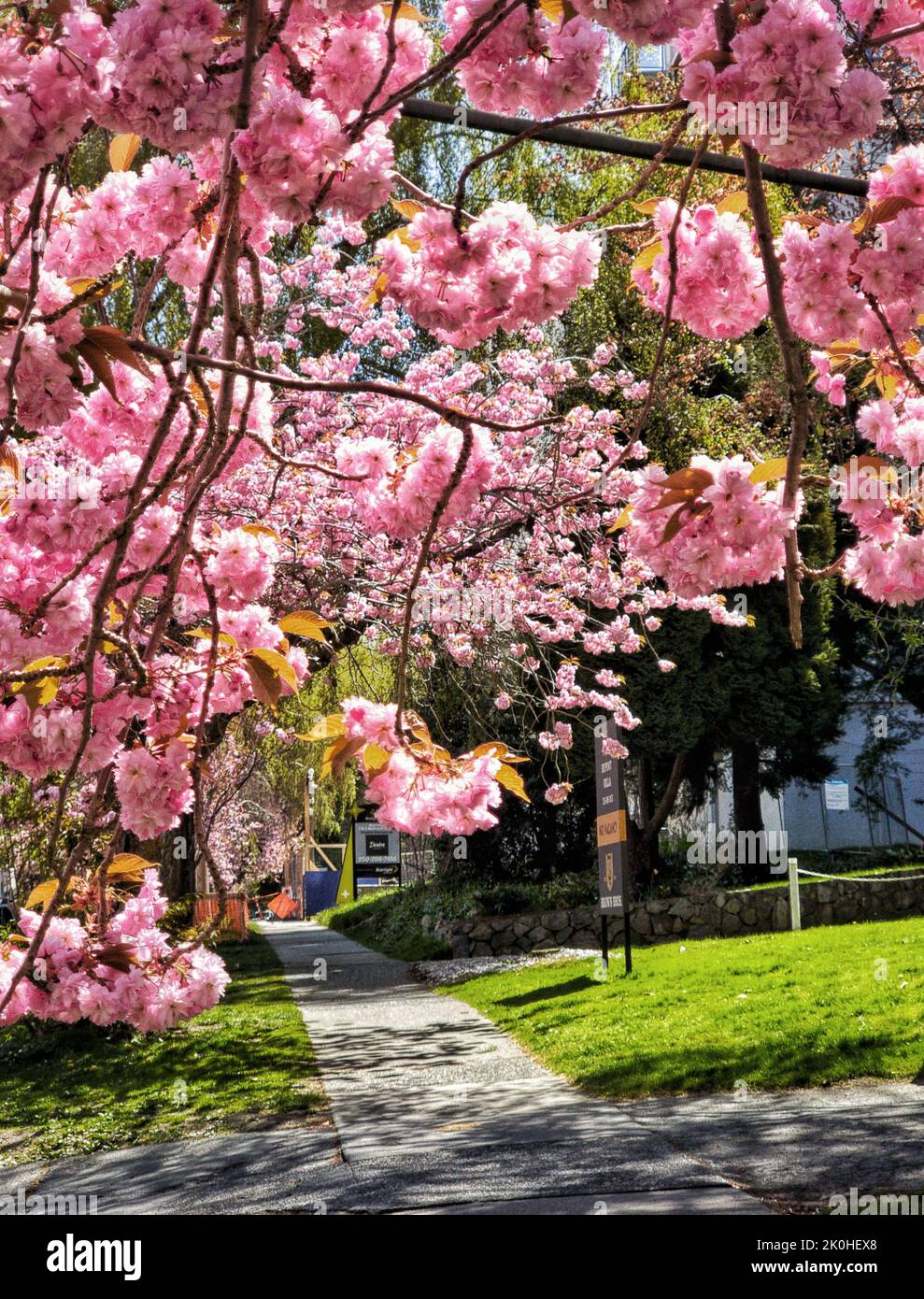 The vertical view of pink blossoming trees by the pathway on a sunny ...