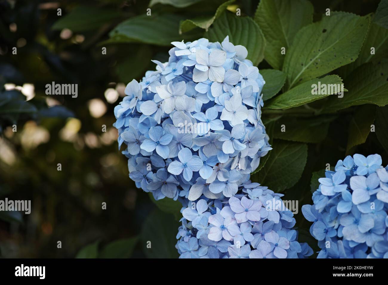 Pennymac hi-res stock photography and images - Alamy