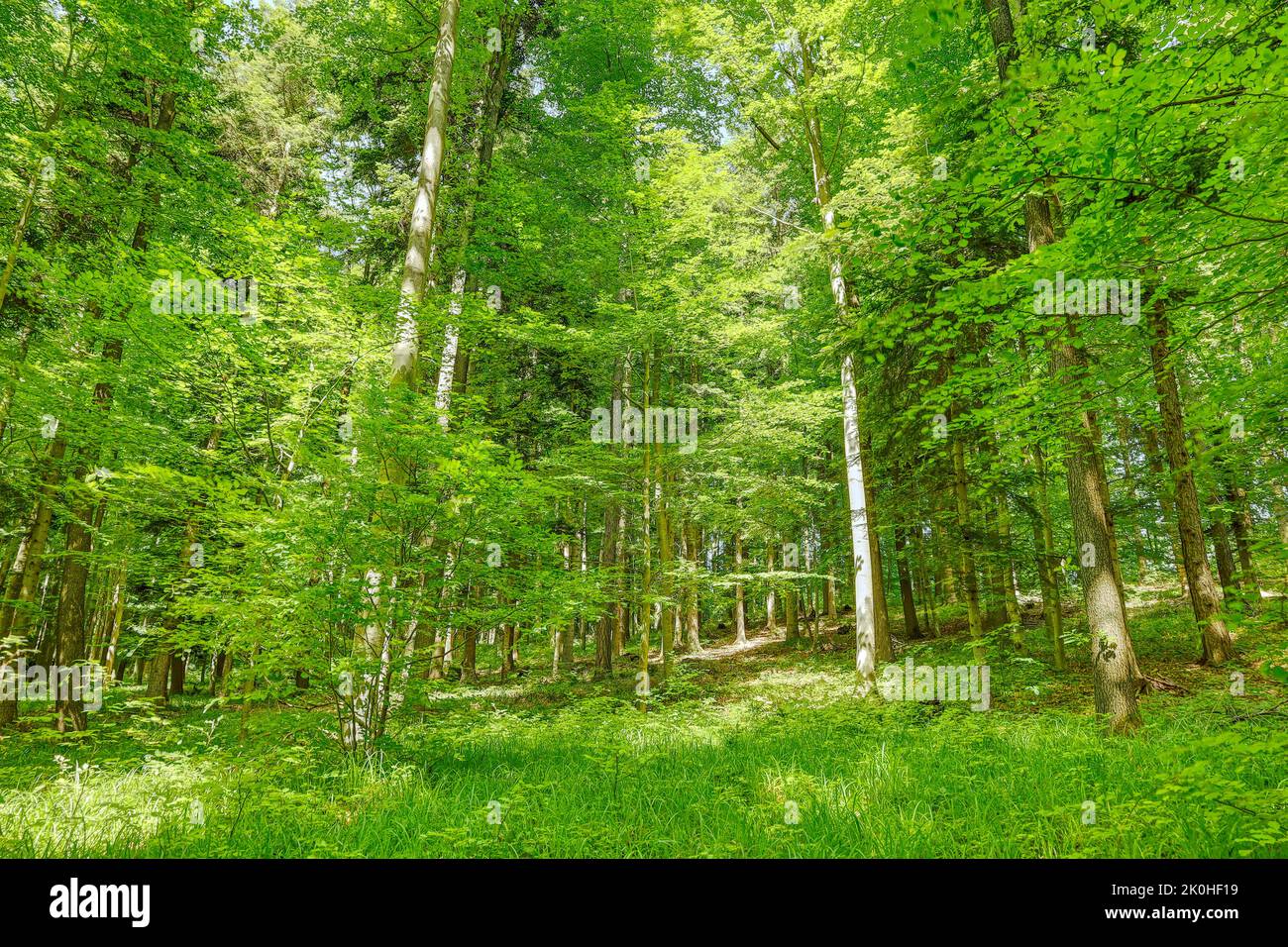 A beautiful landscape of a forest with many trees Stock Photo - Alamy