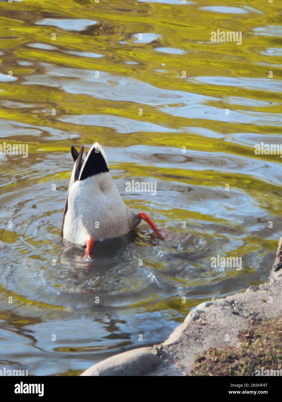 The vertical view of a duck dipping its head underwater to scoop food ...