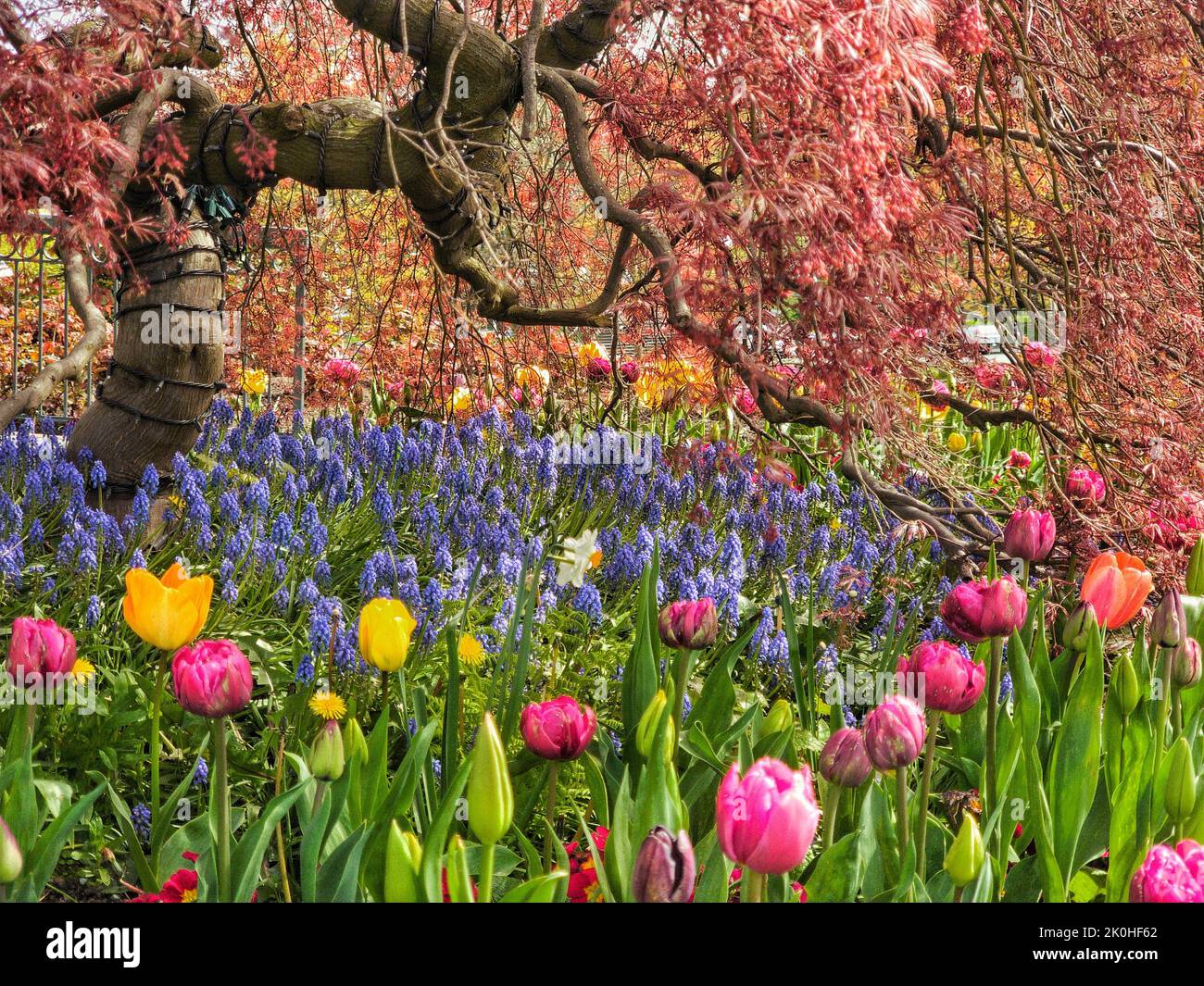 The view of Chinese peony and tulip flowers in the meadow before the ...