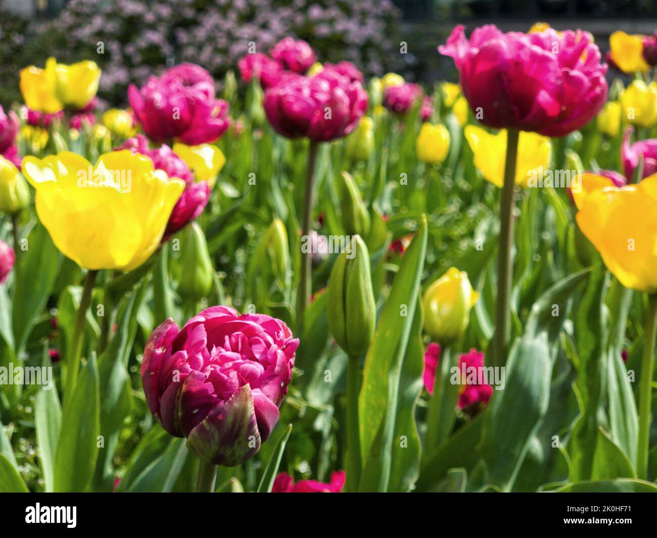 The close-up view of Chinese peony and tulip flowers in the meadow ...