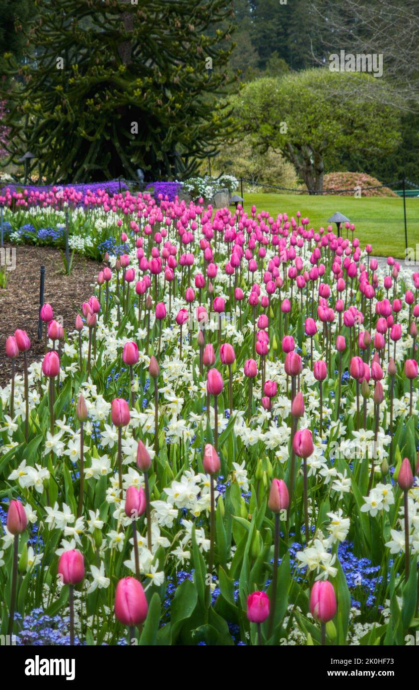 A beautiful field full of blooming tulips and forget-me-not flowers ...