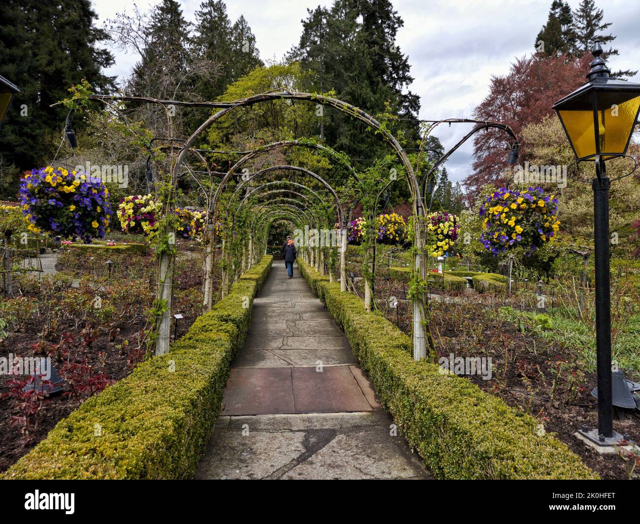 A pathway with different colorful flowers in the garden Stock Photo - Alamy