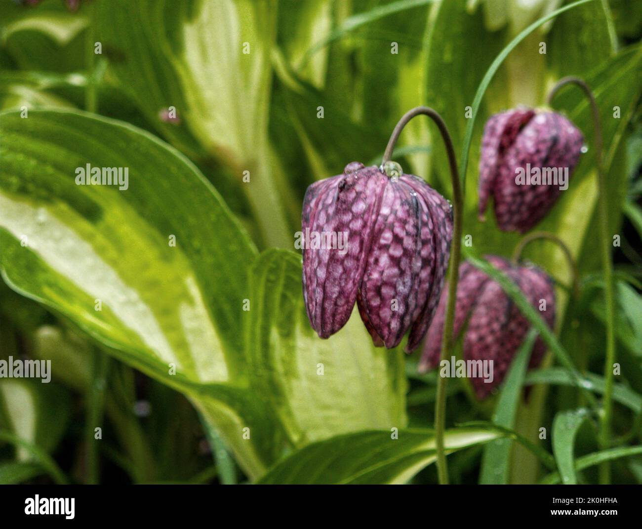 The close-up view of snake's head fritillary flower plants before the ...