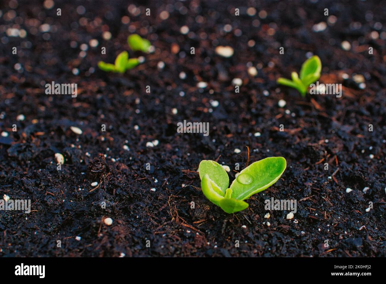 A closeup of plants sprouting out of the soil Stock Photo - Alamy