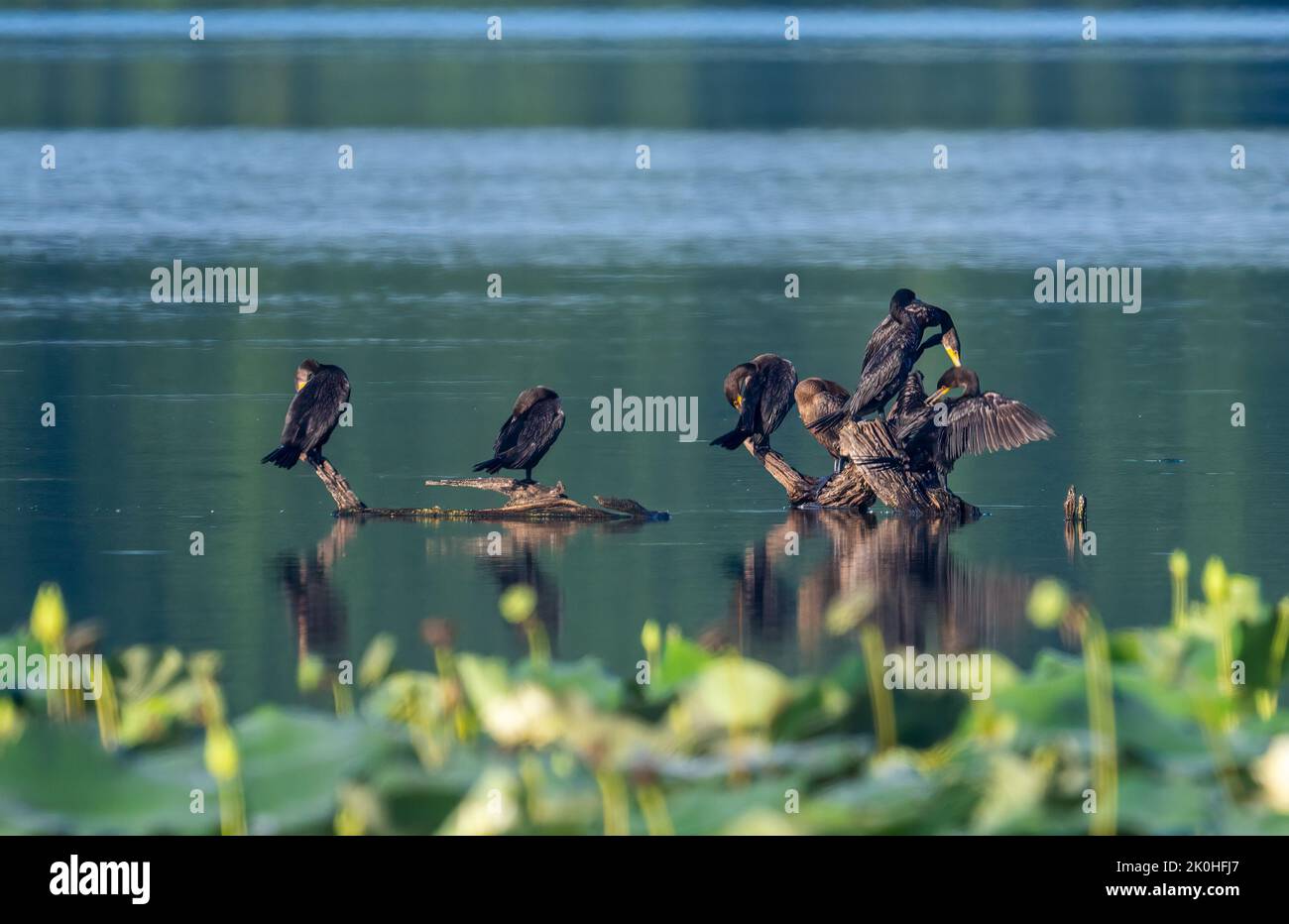 A small flock of waterbirds perching on dead tree trunks sticking out ...