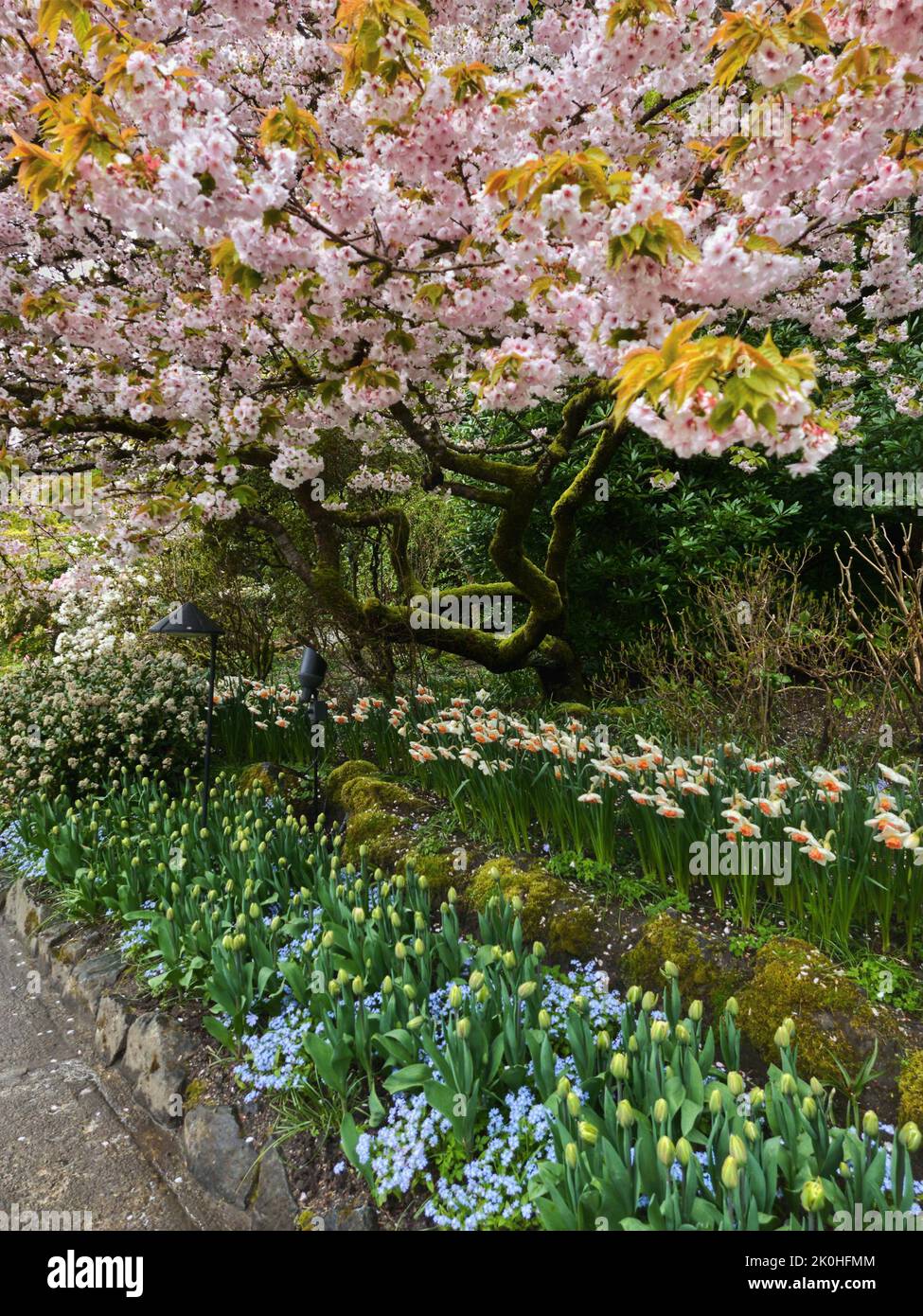 A different colorful flowers in the garden Stock Photo - Alamy