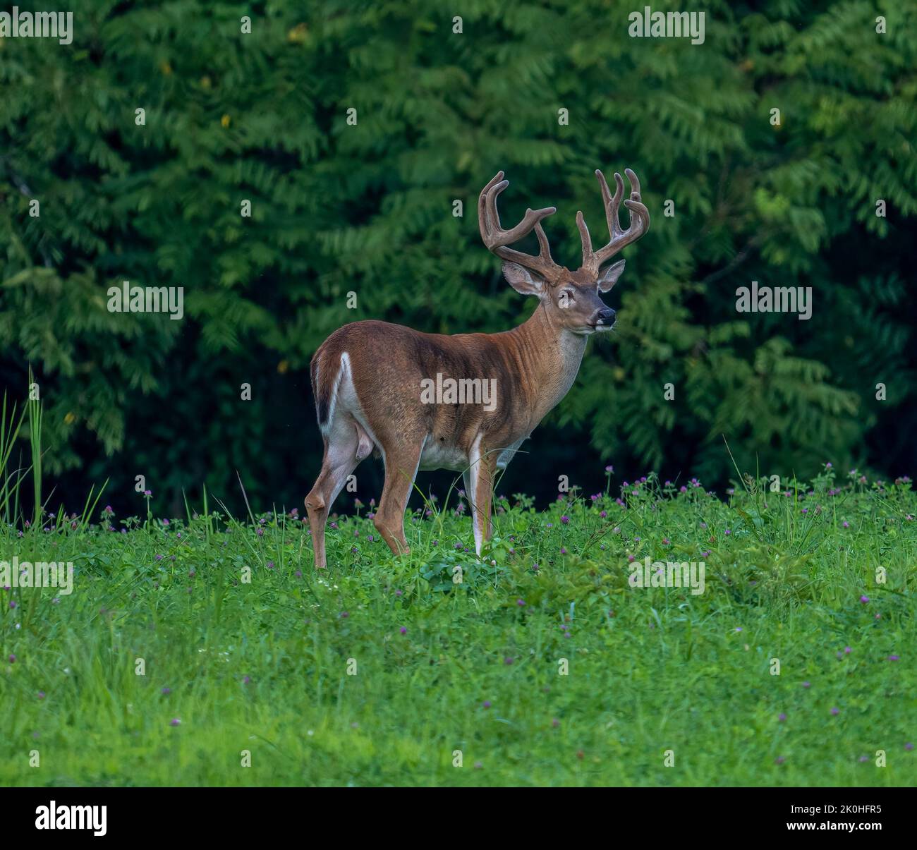 An adult white-tailed male deer standing in a green field Stock Photo ...