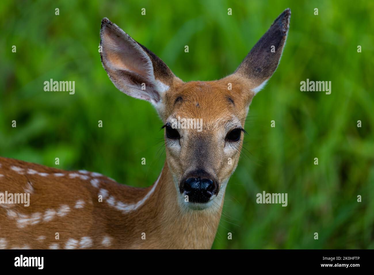 A closeup portrait of a white-tailed fawn looking at the camera with ...