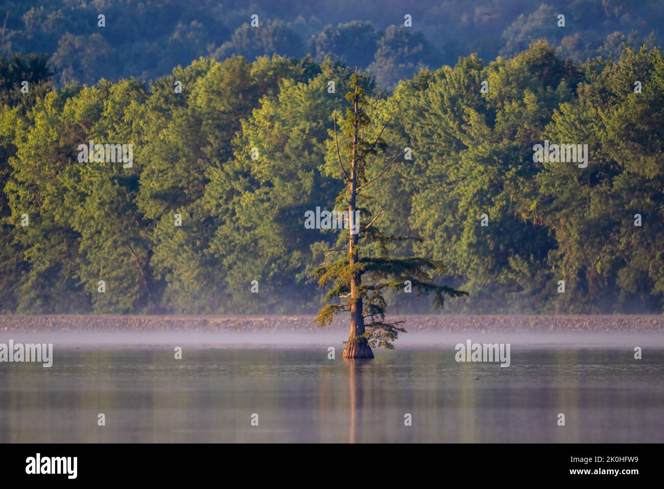 A lonely tree sticking out of the water with green dense forest in the ...