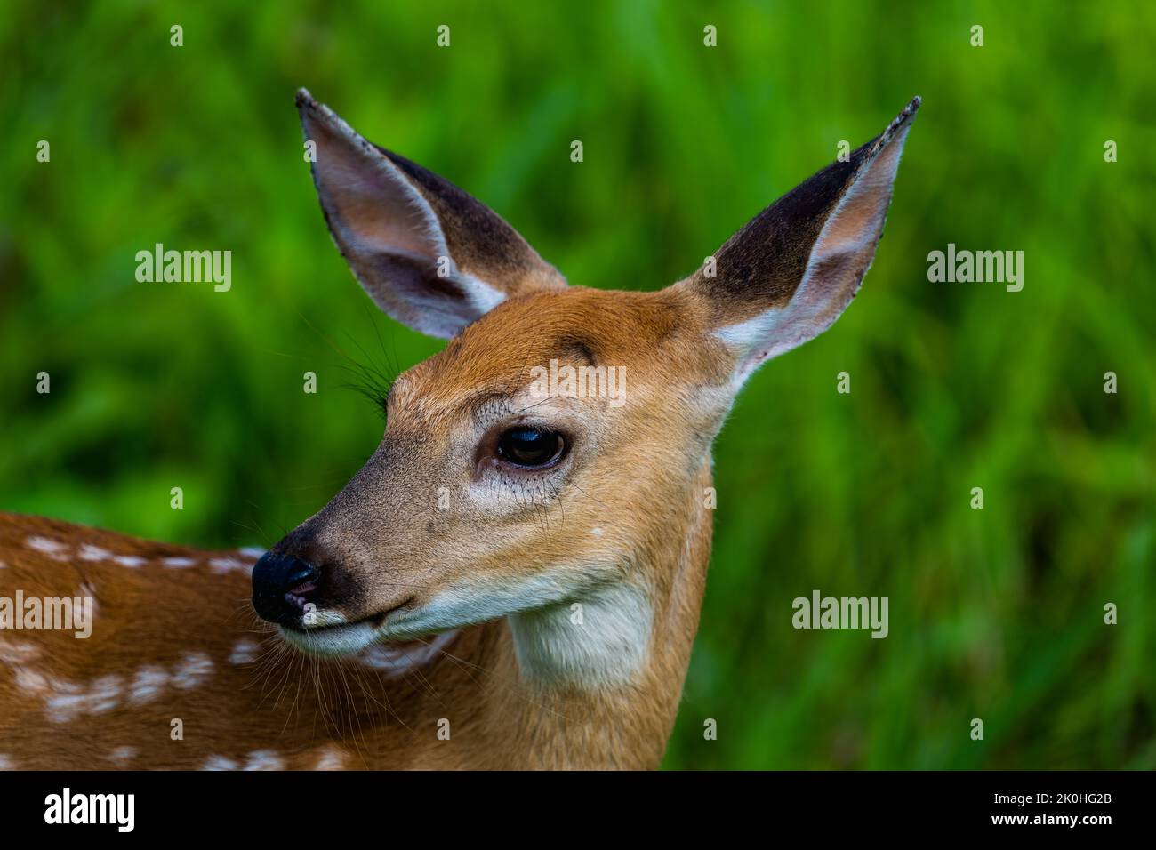 A closeup portrait of a white-tailed fawn looking away with blur green ...