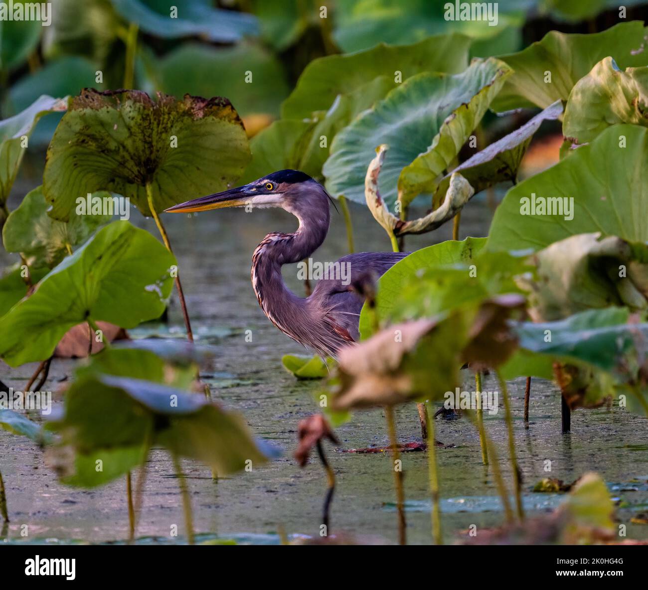 A shallow focus shot of great blue heron standing among water plants in ...