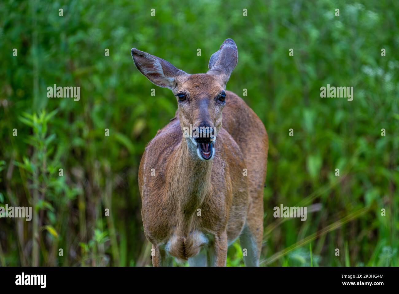 An adult white-tailed female deer standing among green plants Stock ...