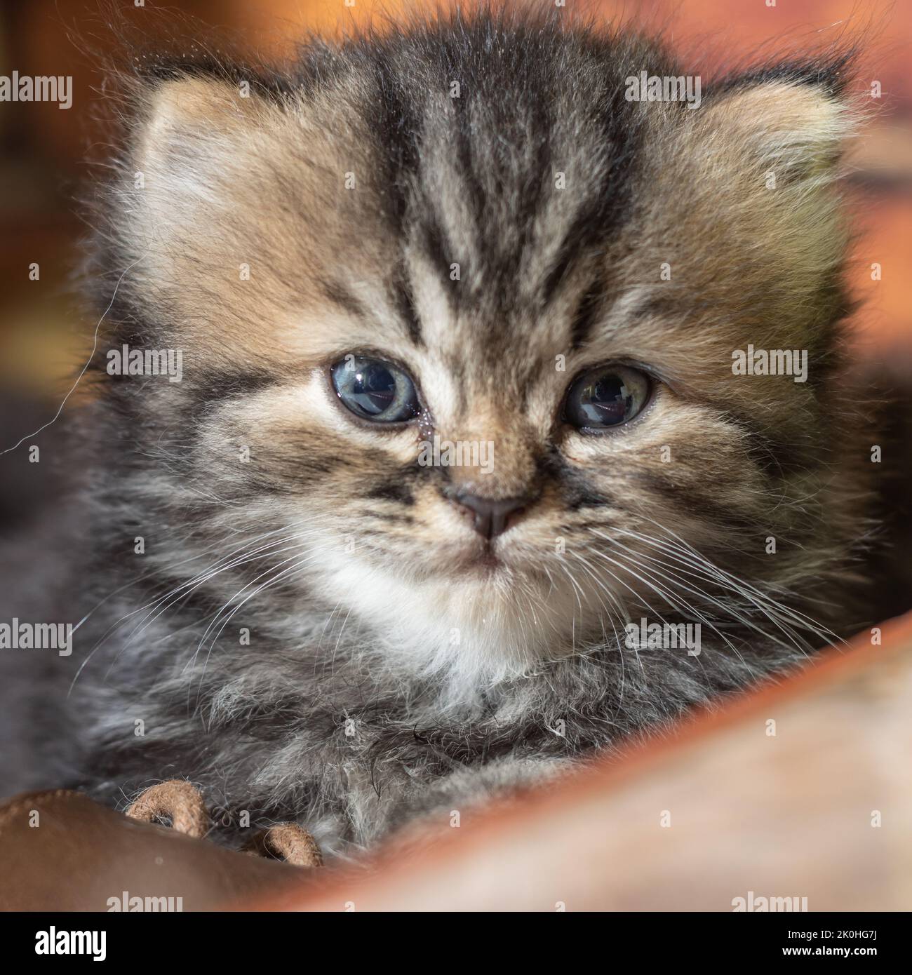 A closeup shot of a kitten Stock Photo - Alamy