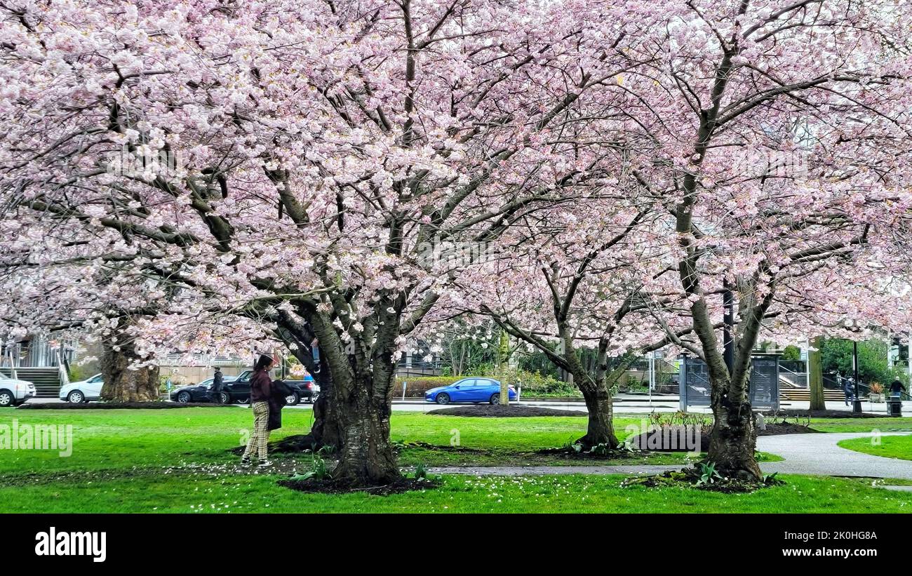 Three blooming sakura trees in a public park Stock Photo - Alamy