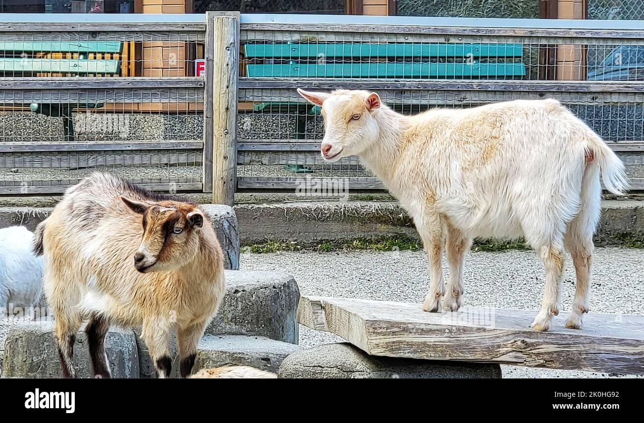 Two Saanen goats on the farmland Stock Photo - Alamy