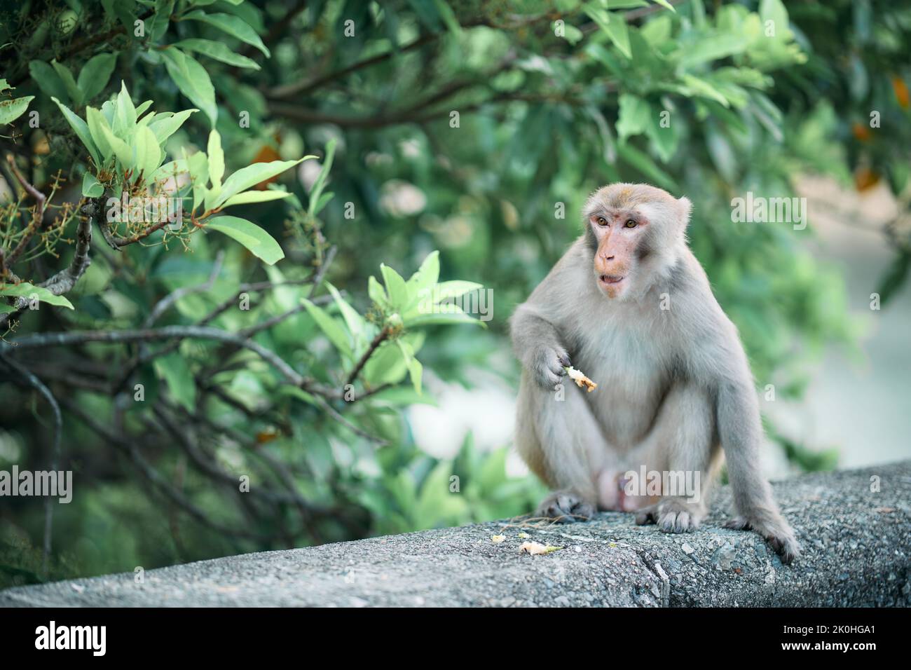 A rhesus monkey sitting on a stone wall with a piece of fruit in one ...