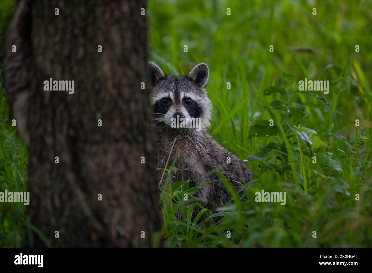 A beautiful shot of a raccoon hiding behind the tree in a forest Stock ...