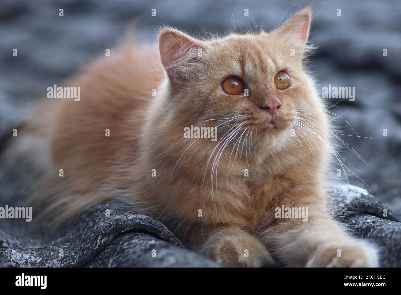 A closeup shot of an adorable furry red cat on the roof Stock Photo - Alamy