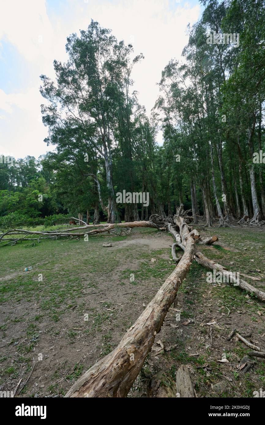 a vertical shot of a fallen tree bark and tall trees of a forest Stock ...