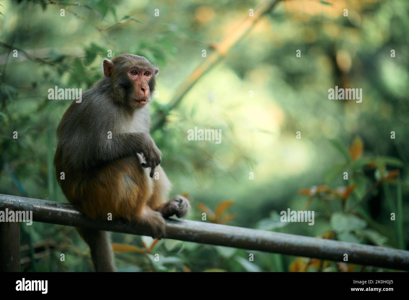 A focus shot of a cute rhesus monkey sitting on a metal railing in a ...