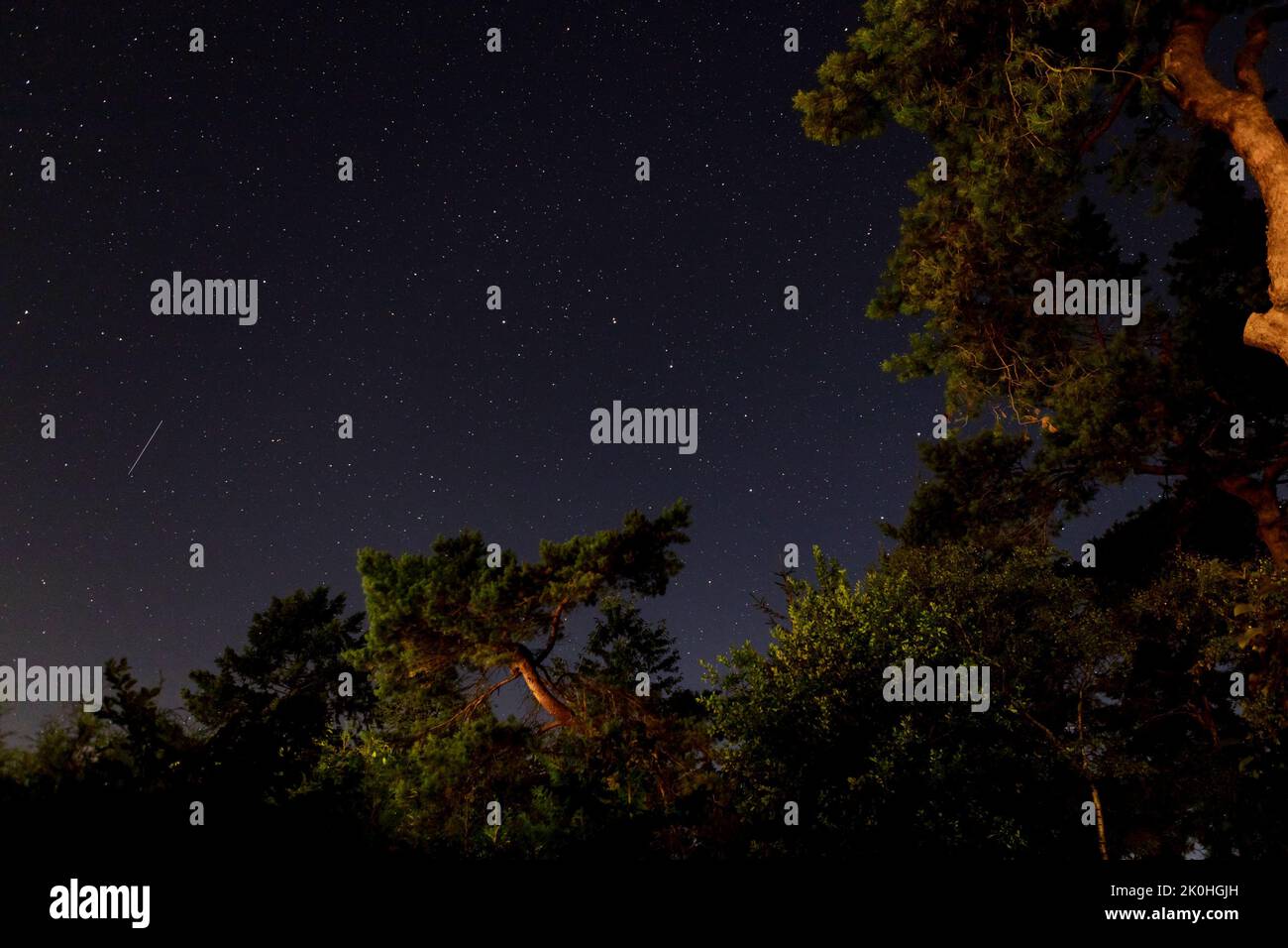 Night sky over Dutch pines with bright shining stars on the firmament ...