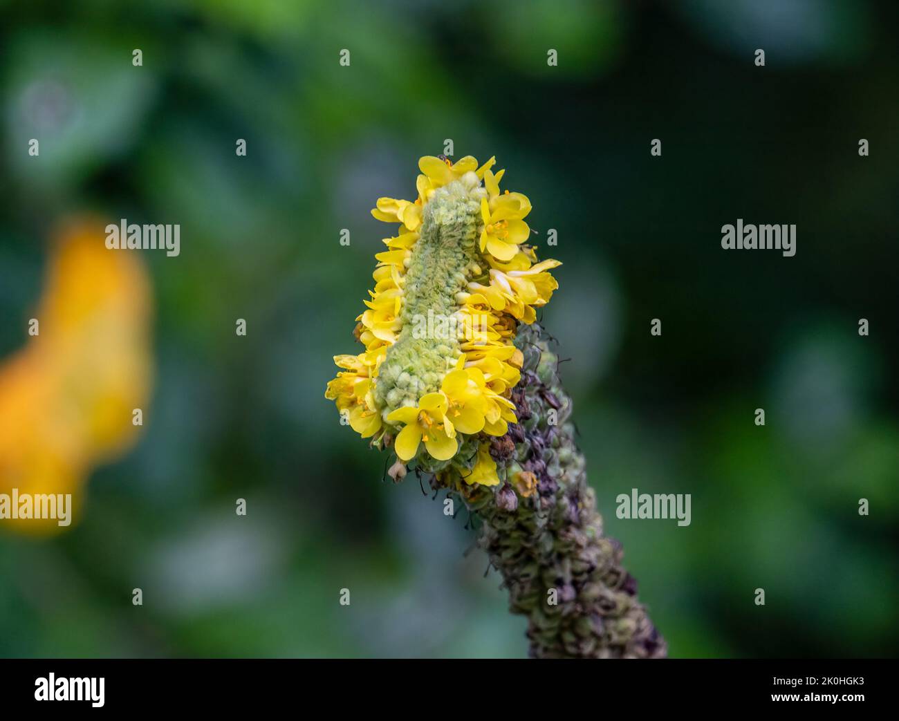 Beautiful mullein hi-res stock photography and images - Alamy