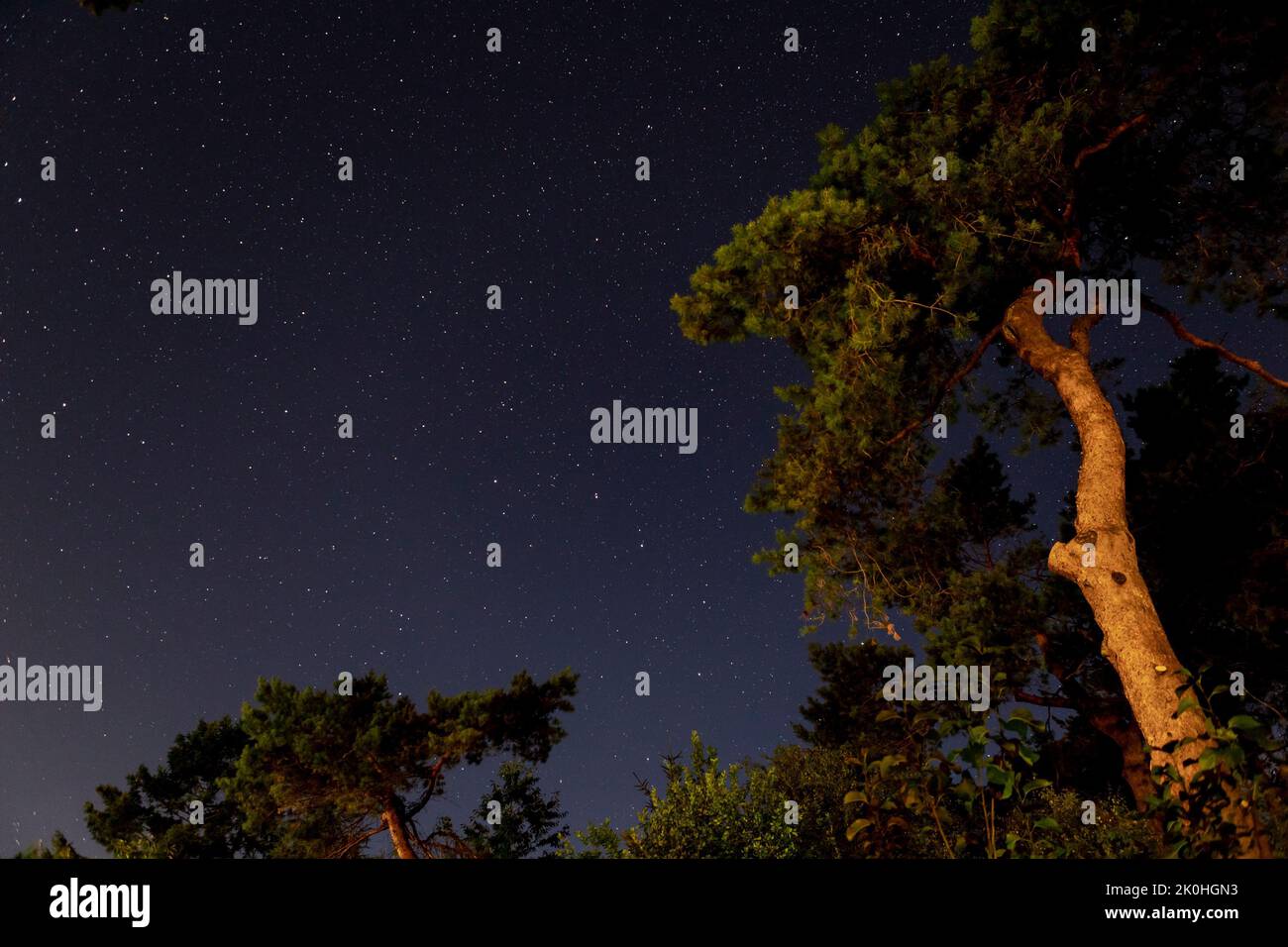 Universe night sky over Dutch pines with bright shining stars on the ...