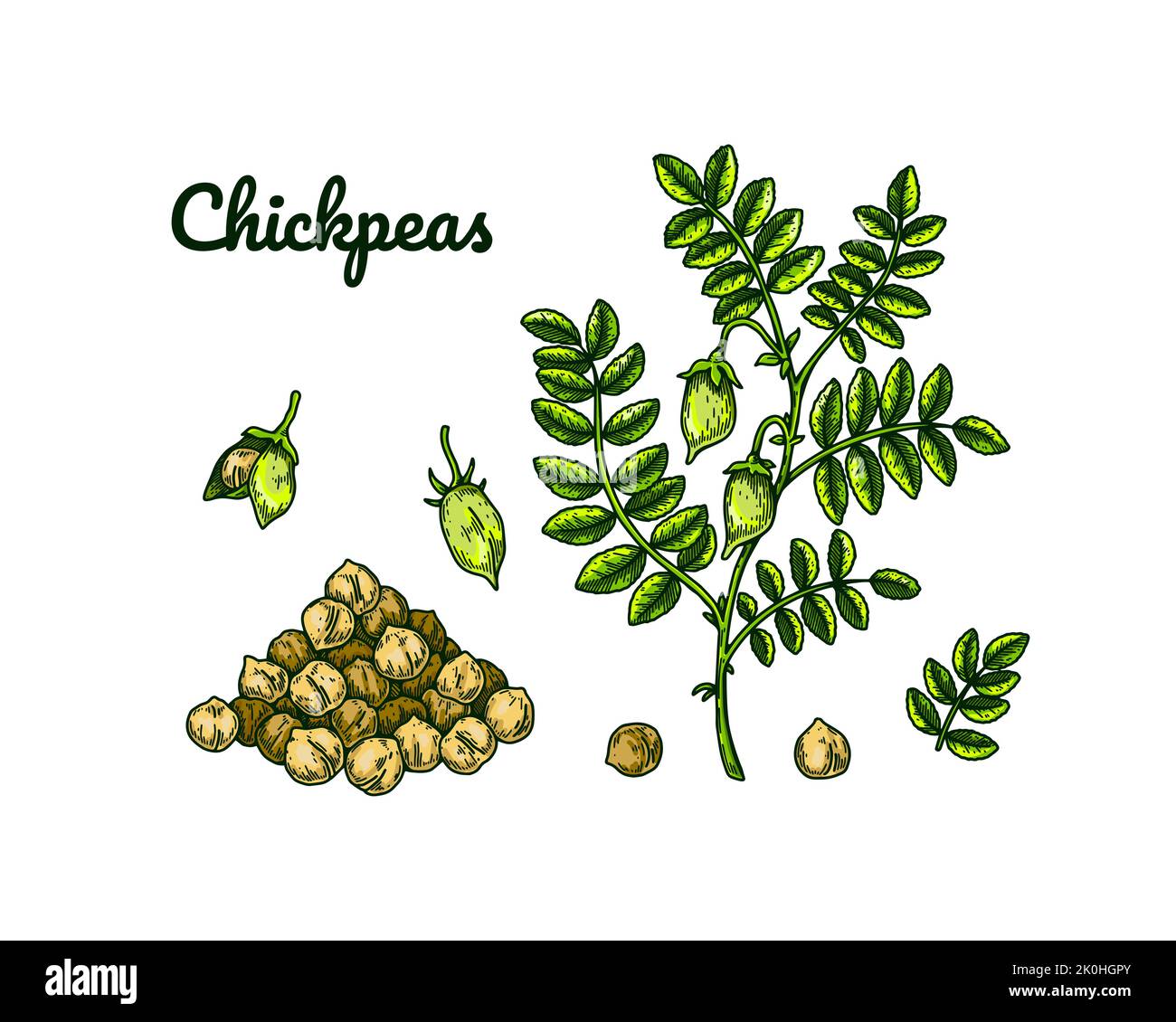 Set of chickpeas design elements. Hand drawn colorful botany collection ...
