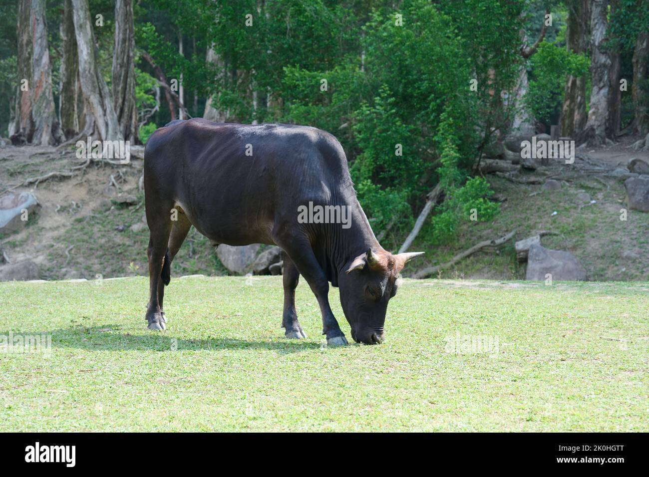 A black cow, Bos taurus, pasturing in a field Stock Photo - Alamy