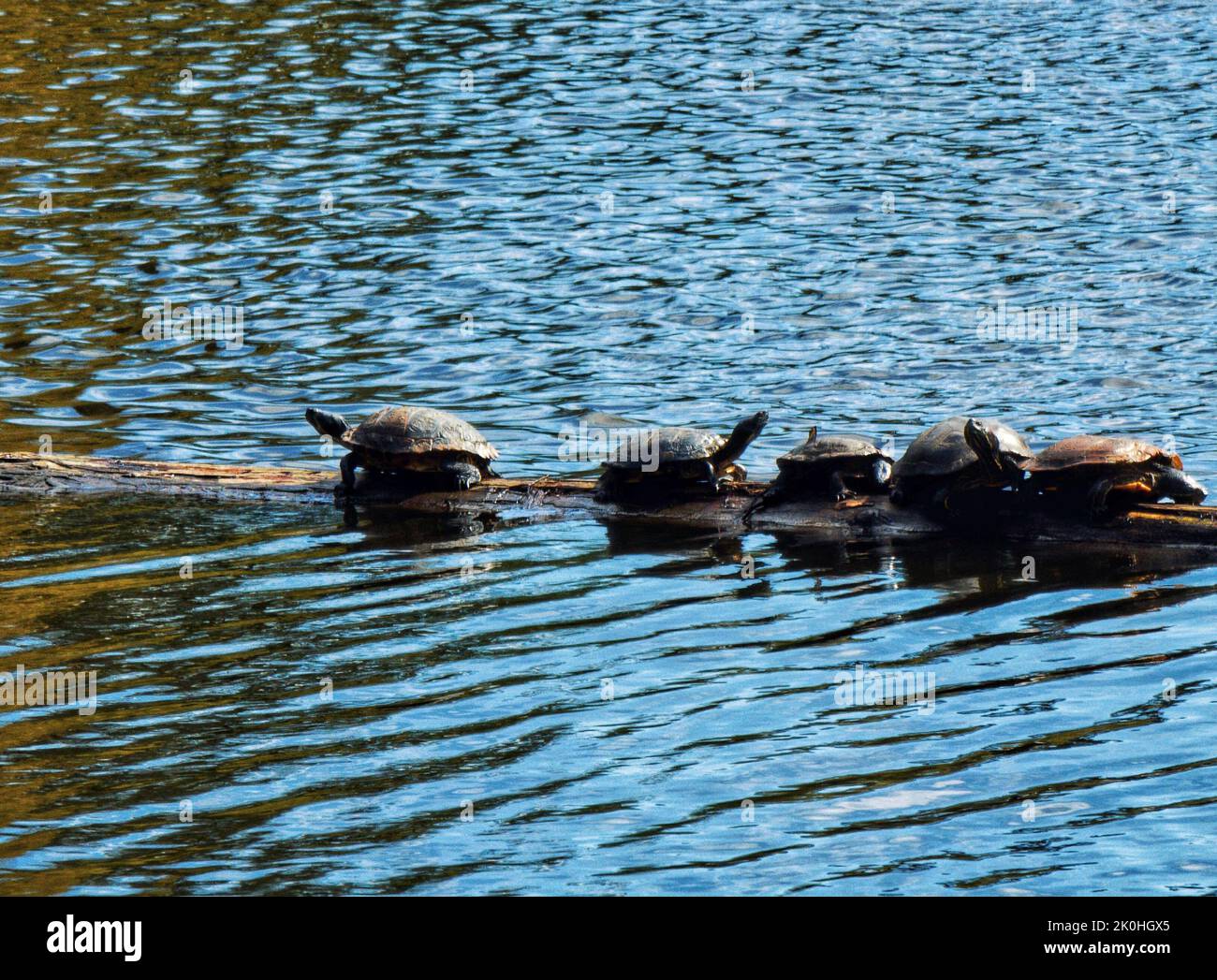 A view of cute turtles on a wood in a reflective lake Stock Photo - Alamy