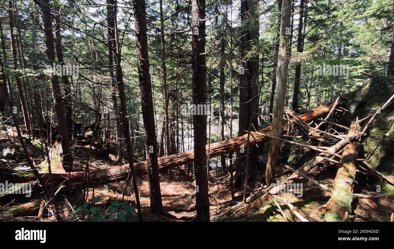 A high-angle shot of trees and logs on a sloping ground of a forest ...