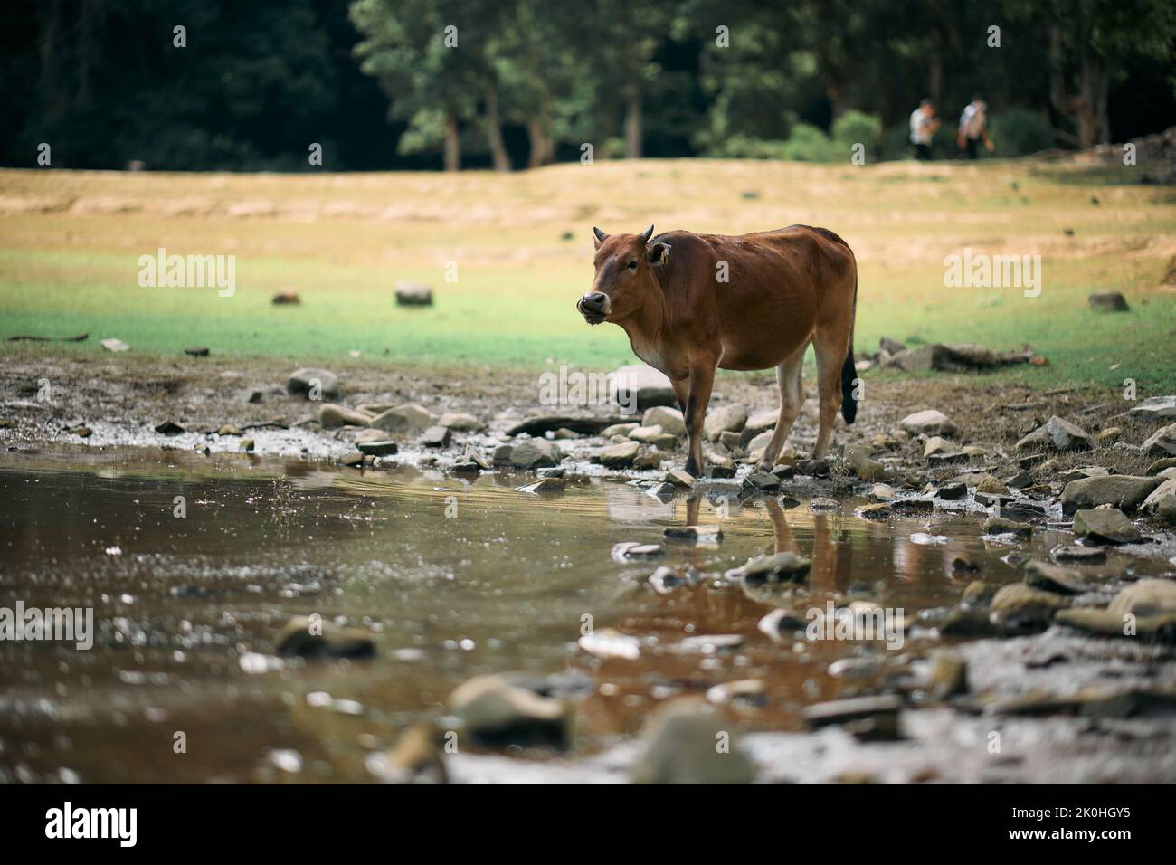 Cow pond hi-res stock photography and images - Alamy