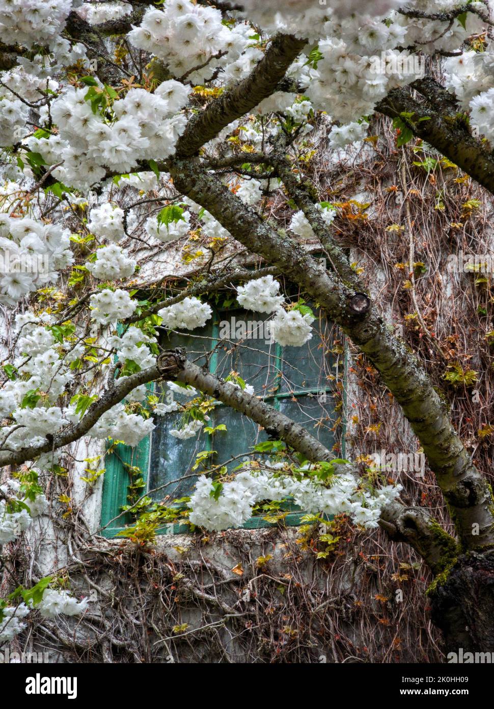 A cherry blossom tree against old house with crawling vines Stock Photo ...