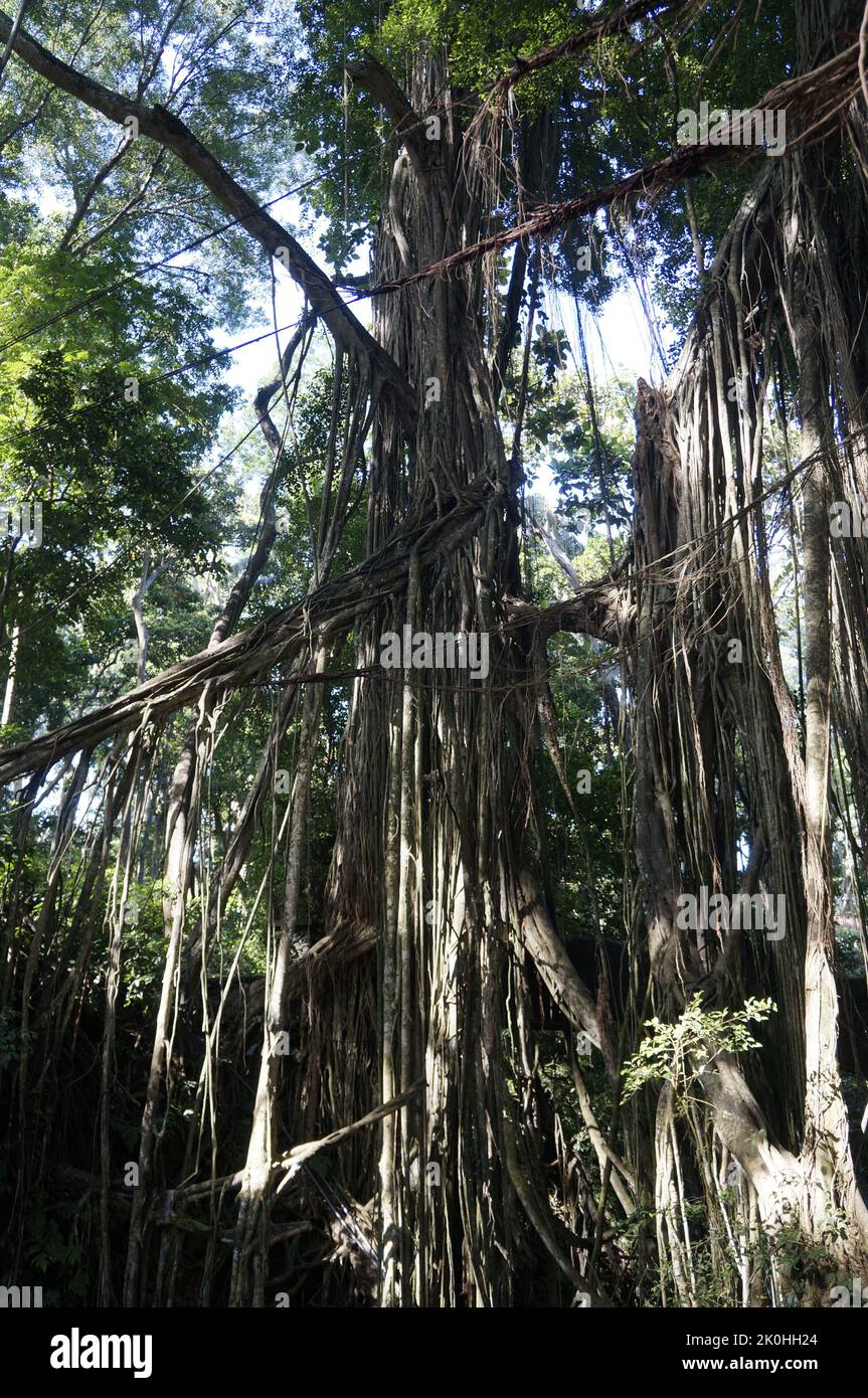 A low angle vertical shot of a curtain fig tree in a forest Stock Photo ...