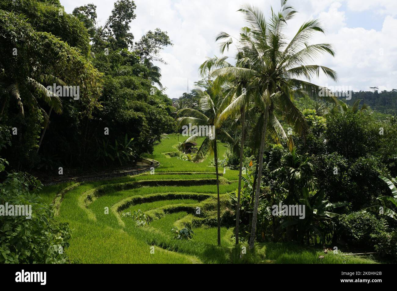 A richly green field with coconut palm trees Stock Photo - Alamy