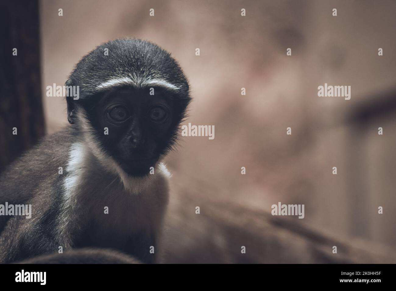 A closeup of a little Roloway monkey (Cercopithecus roloway) with ...