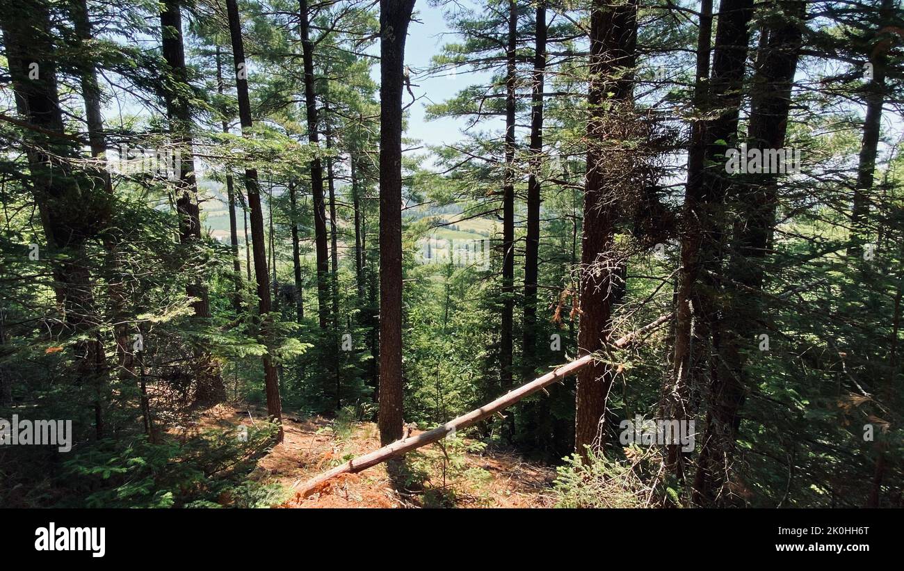 A beautiful shot of trees on a sloping ground of a forest Stock Photo ...