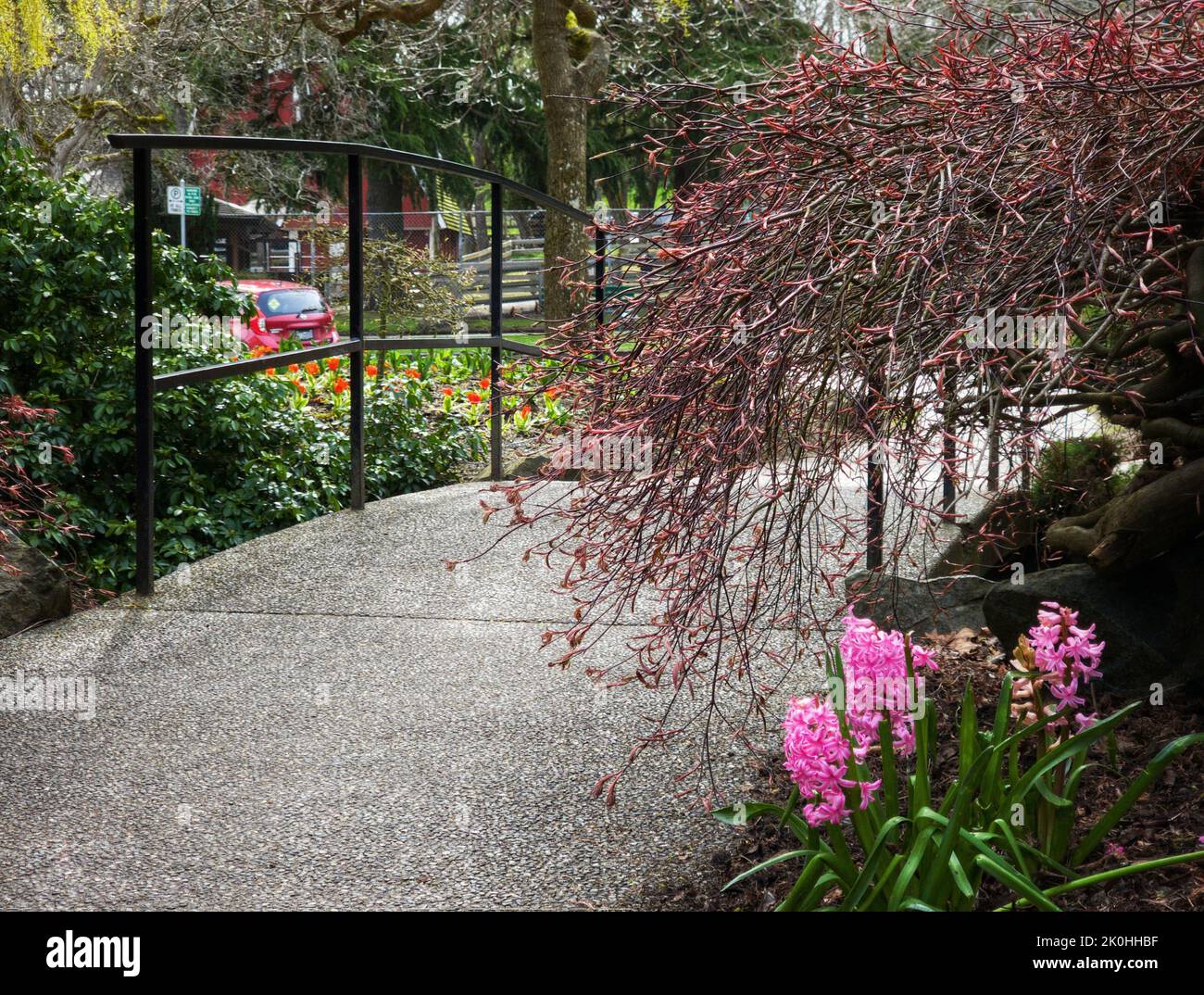 A beautiful view of a small bridge with Hyacinth flowers in a park ...
